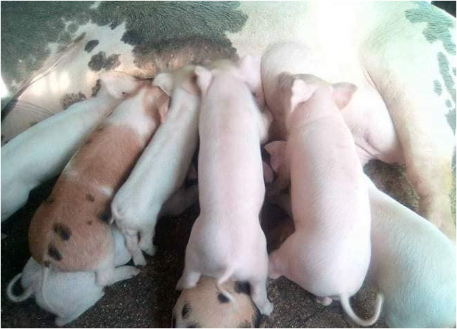Bohol raises alert against suspicious meat sold online - Bohol Tribune