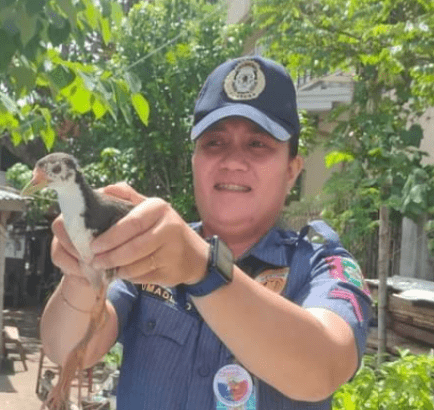 Police release captive birds rescued during operation