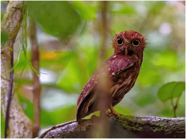 Rare Luzon Boobook owl found in Bohol - Bohol Tribune