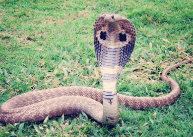 Rising snake bite deaths push Capitol to do more - Bohol Tribune