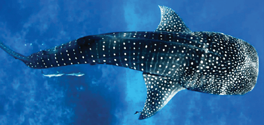Aris signs whale shark IRR, clearing path for reopening - Bohol Tribune